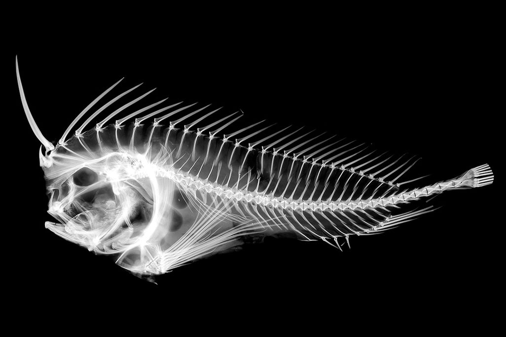 Why Did a Venomous Fish Evolve a Glowing Eye Spike?