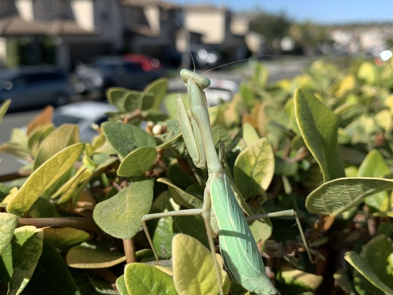 Manny the Mantis | Smithsonian Photo Contest | Smithsonian Magazine