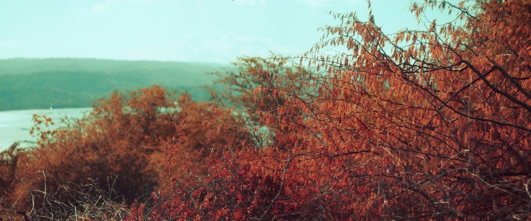 An Idyllic False Autumn | Smithsonian Photo Contest | Smithsonian Magazine