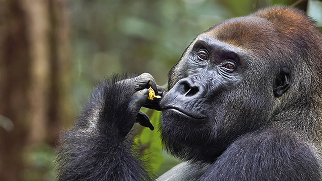 Gorillas In The Wild