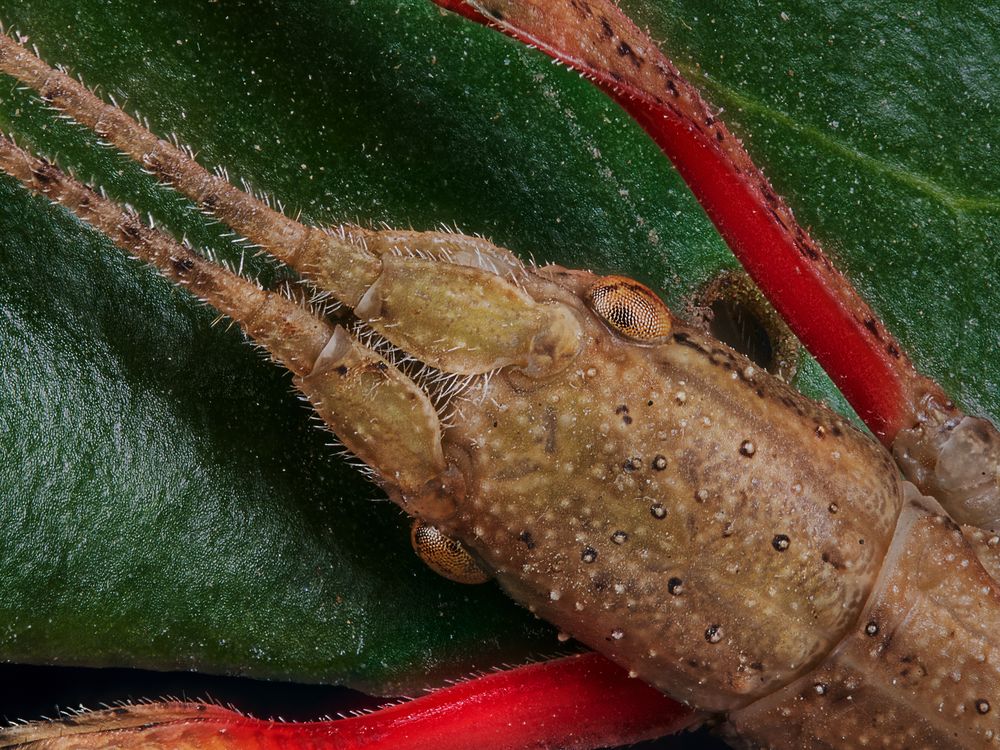 Master of Disguise: Indian Stick Insect Closeup | Smithsonian Photo ...