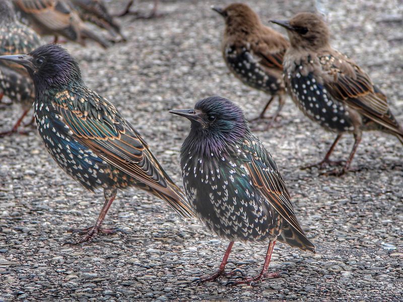 European Starlings All Lined Up | Smithsonian Photo Contest ...