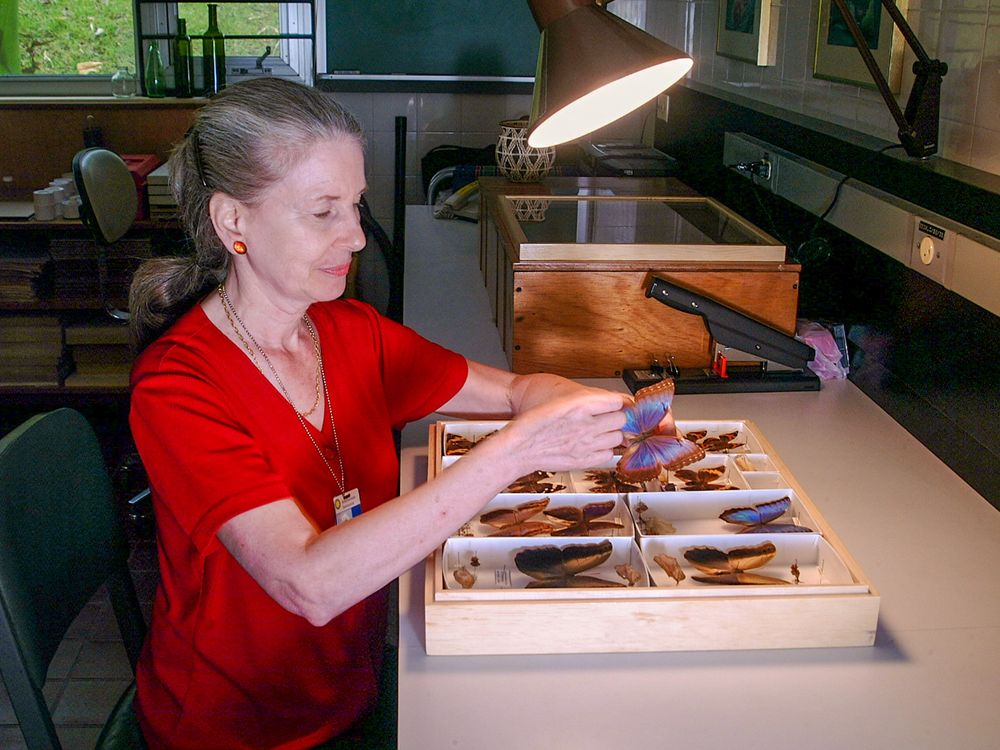 A Lifelong Passion for Tropical Insects Leads to Generous Support | Smithsonian Voices ...