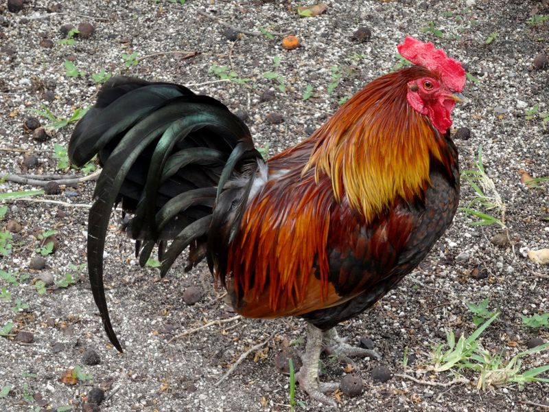 Wild Rooster in Key West, Florida | Smithsonian Photo Contest ...