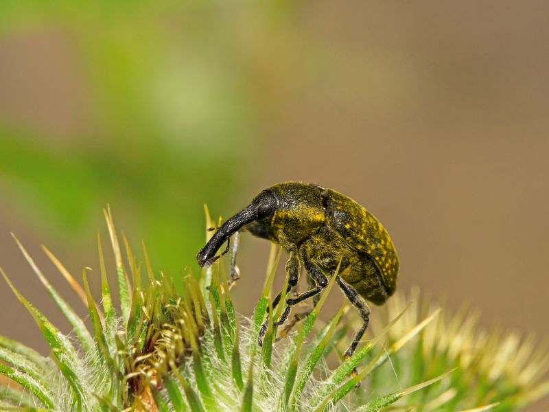 Beetle weevil sitting on burdock | Smithsonian Photo Contest ...