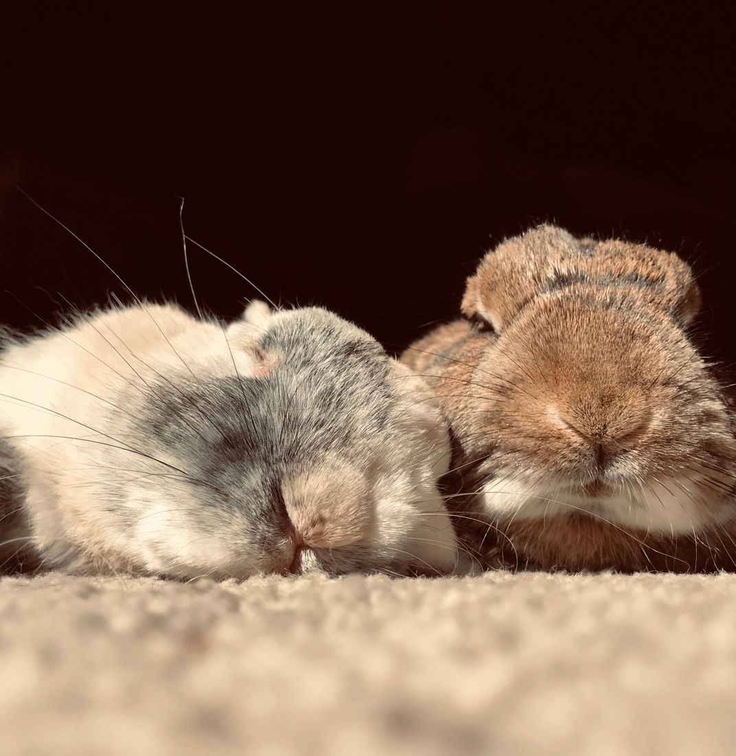 Bunnies having a nap in a sunbeam | Smithsonian Photo Contest ...