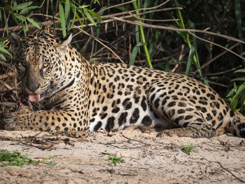 a jaguar holds a little bird in its paws | Smithsonian Photo Contest ...