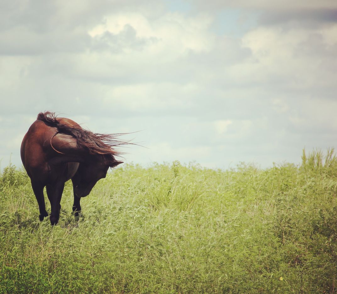 Free-roaming horse | Smithsonian Photo Contest | Smithsonian Magazine