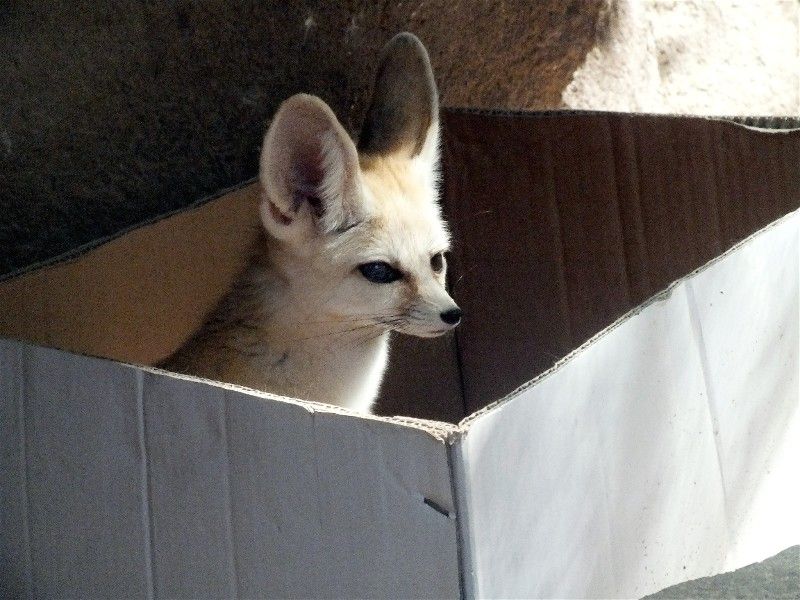 Walking around in the zoo and came across this little fox ...