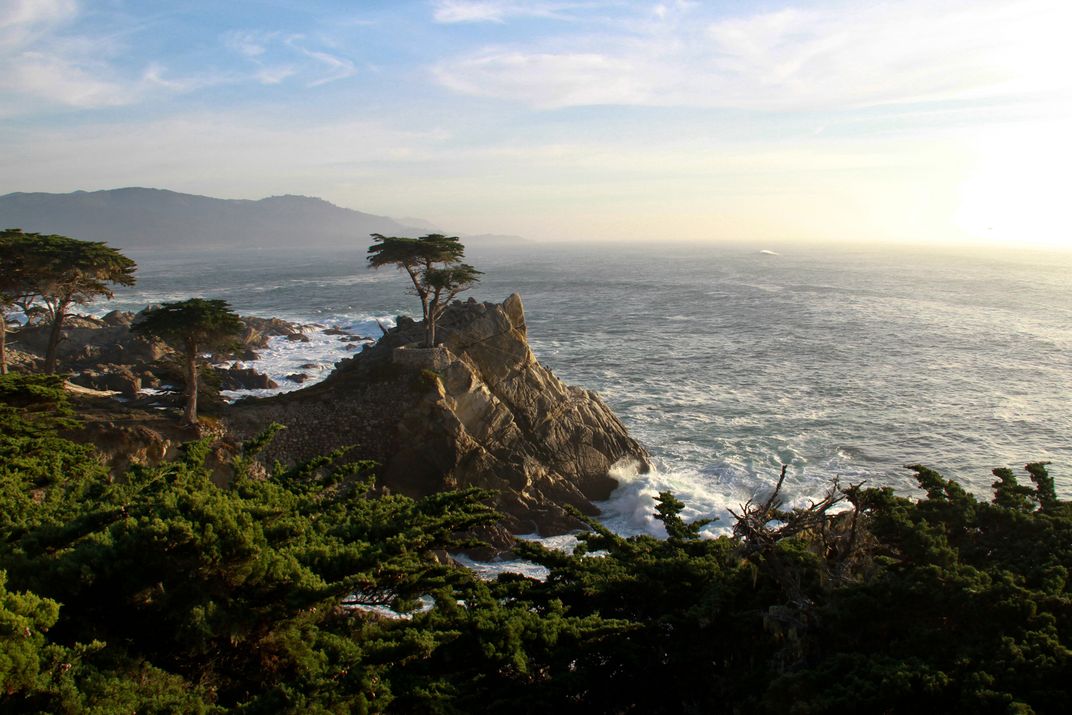 The Ghost Tree, a lonely landmark on the Monterey peninsula ...