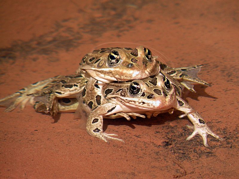 Mating frogs - From a distance it looked like a frog with more than ...