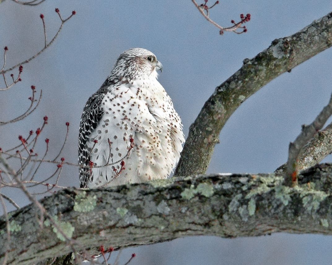 Gyrfalcon Visitor from the Artic | Smithsonian Photo Contest ...
