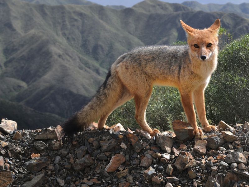 Andean Fox at Argentinian Mountains | Smithsonian Photo Contest ...