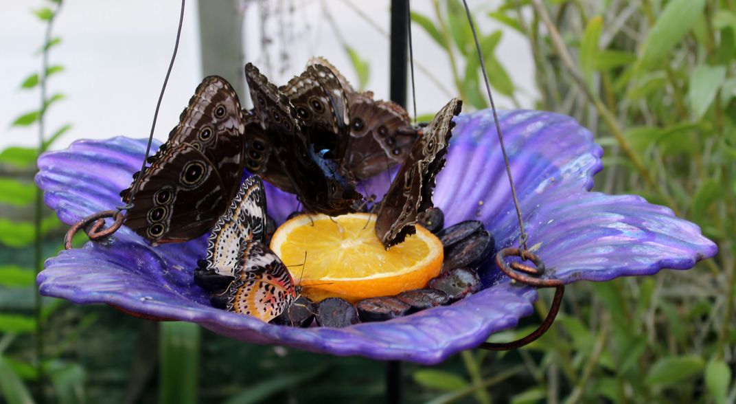 Butterfly feeding frenzy | Smithsonian Photo Contest | Smithsonian Magazine