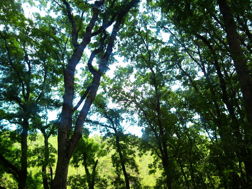 Amazing Green | Smithsonian Photo Contest | Smithsonian Magazine