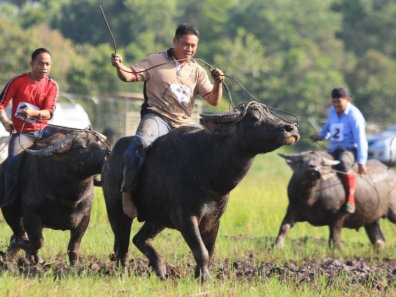 Buffalo Race | Smithsonian Photo Contest | Smithsonian Magazine
