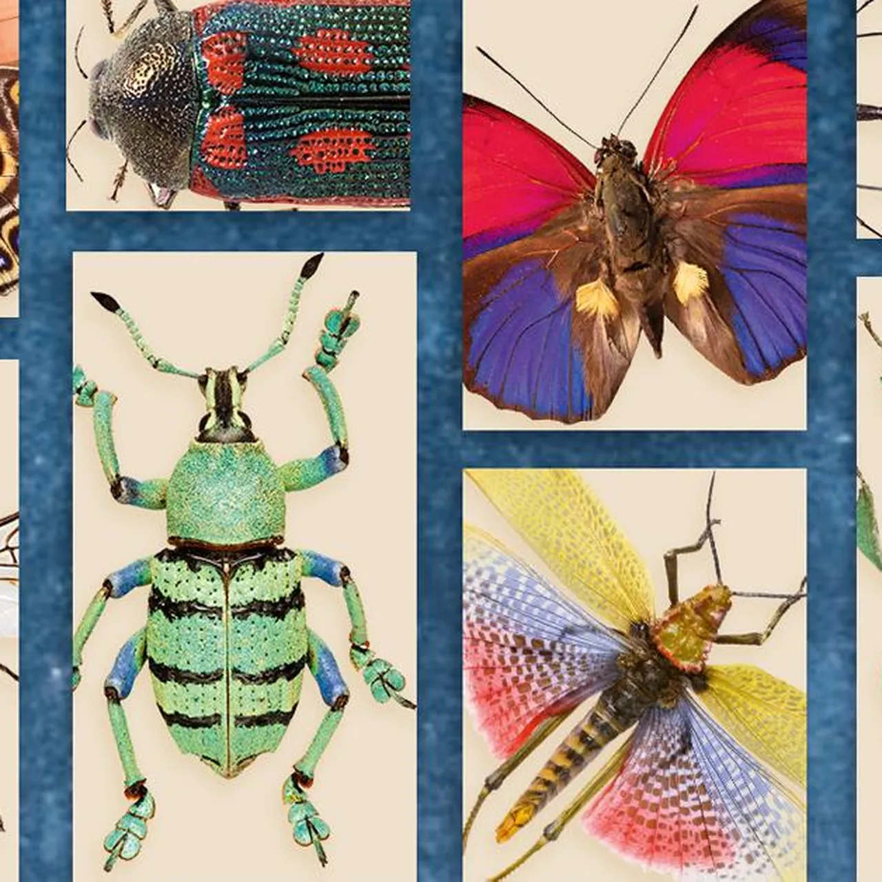 Most Beautiful Insects