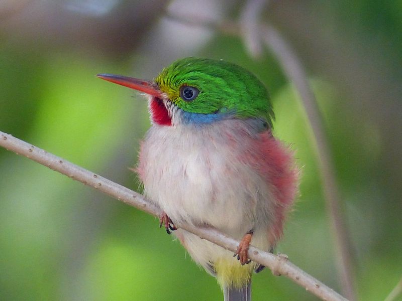 Cuban Tody | Smithsonian Photo Contest | Smithsonian Magazine