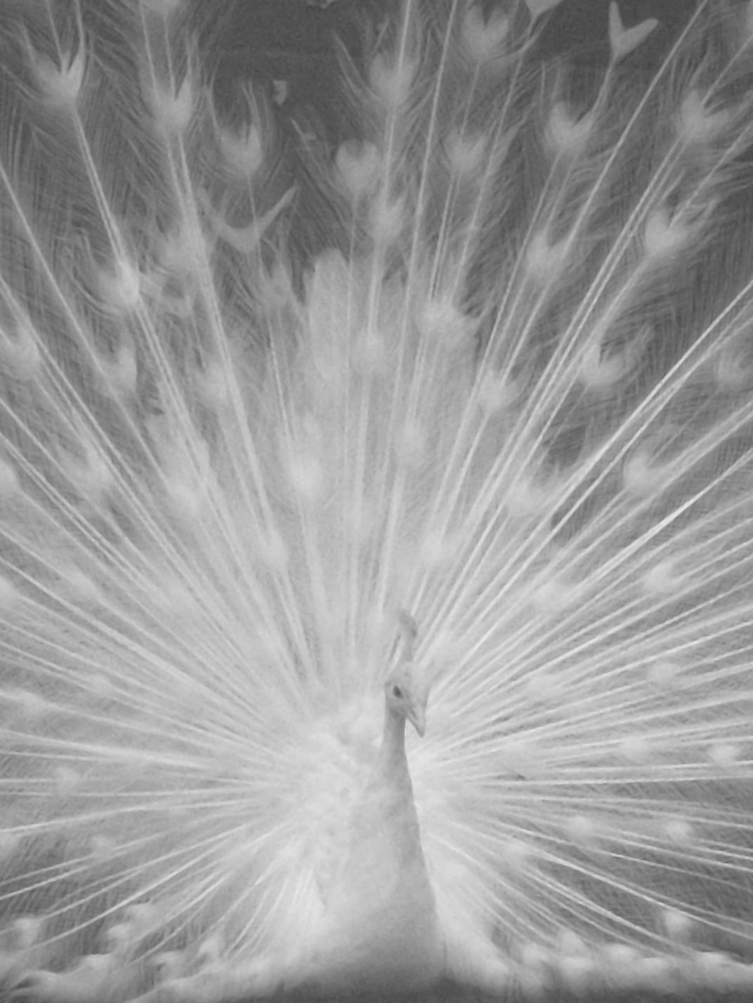 Albino Peacock Smithsonian Photo Contest Smithsonian Magazine