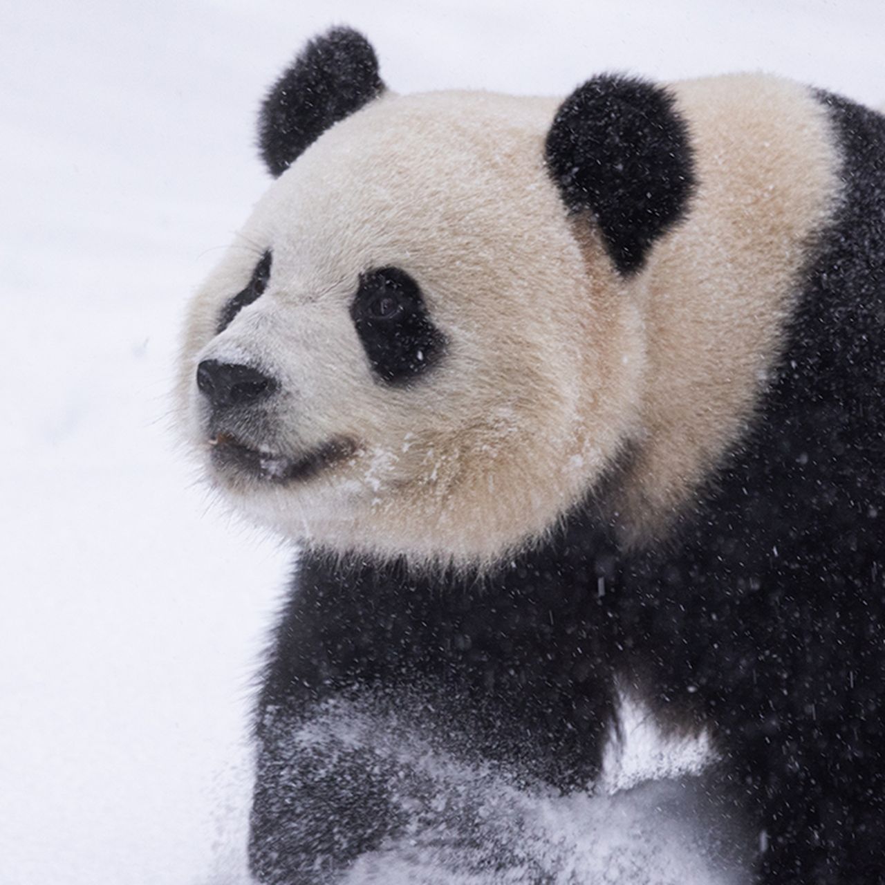Baby Animals Playing In Snow