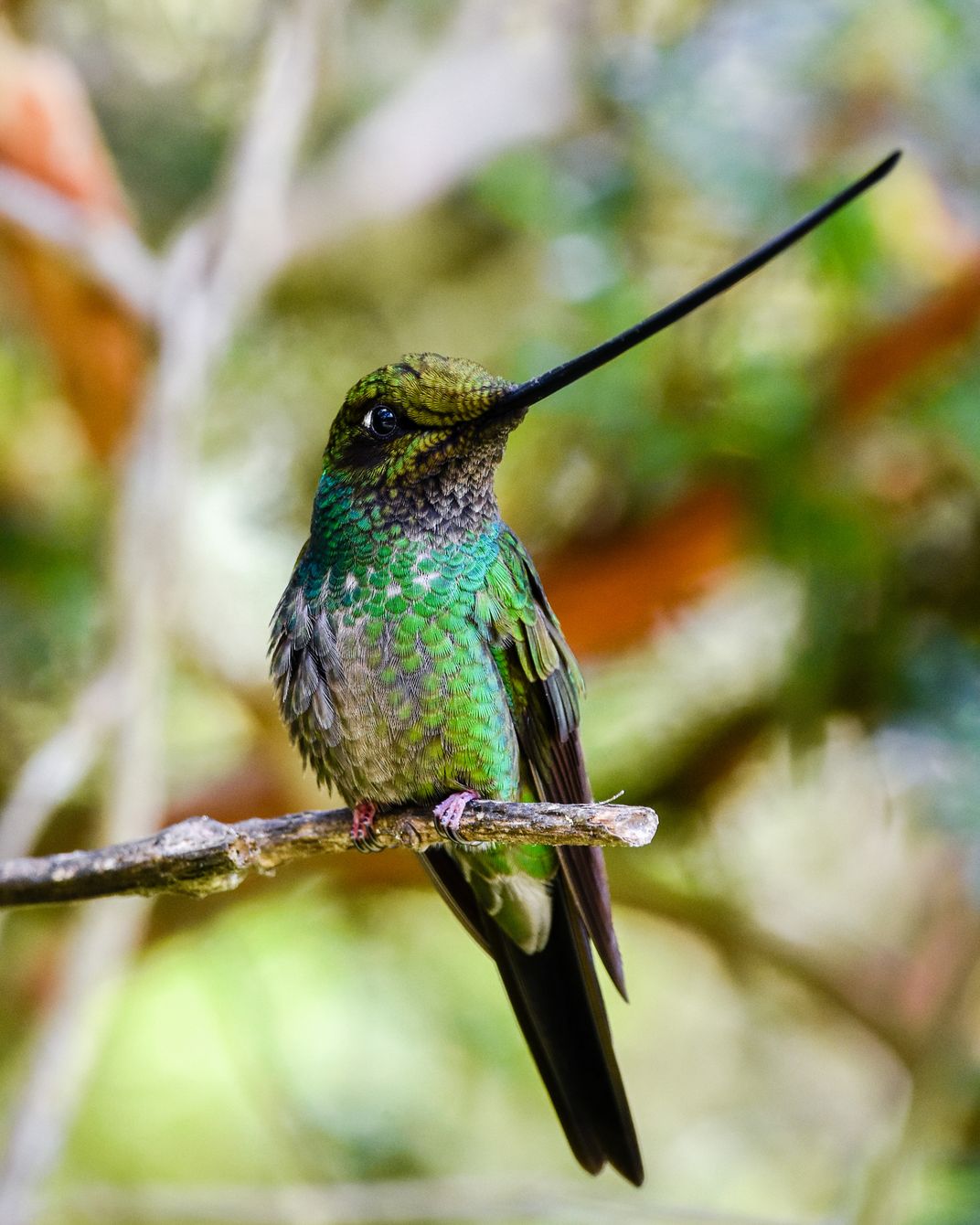 Portrait of a Sword-billed Hummingbird | Smithsonian Photo Contest ...