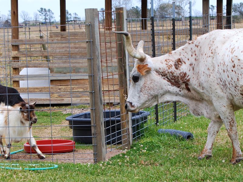 A longhorn intimidating some pygmy goats. | Smithsonian Photo Contest ...