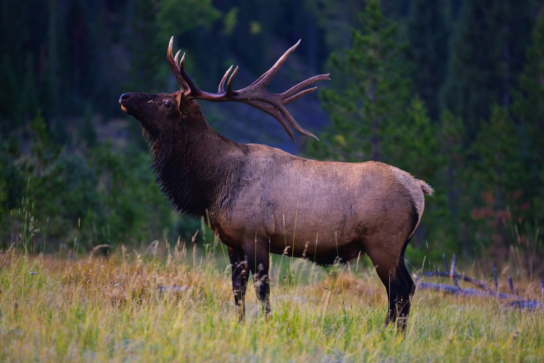Bull Elk Morning | Smithsonian Photo Contest | Smithsonian Magazine