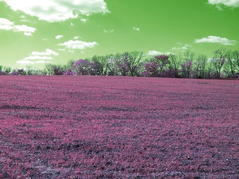Skies of green and fields of purple. | Smithsonian Photo Contest ...