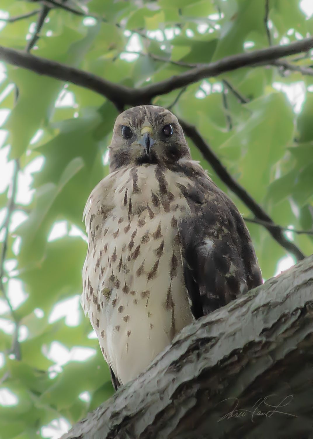 The steely stare of the Coopers Hawk | Smithsonian Photo Contest ...