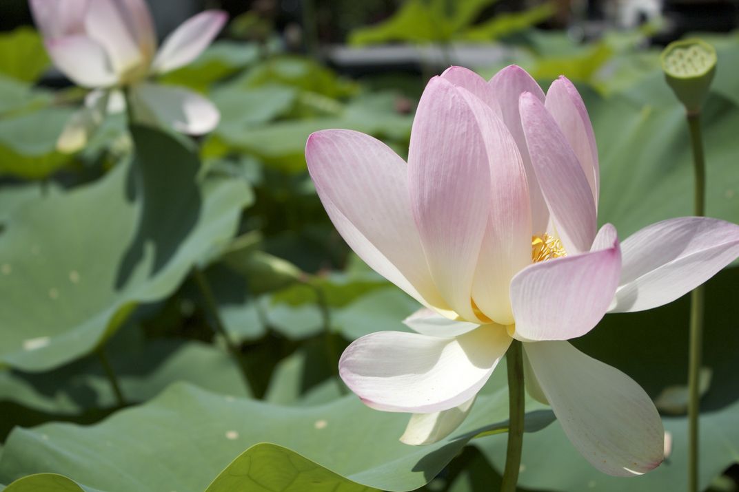 In Bloom | Smithsonian Photo Contest | Smithsonian Magazine
