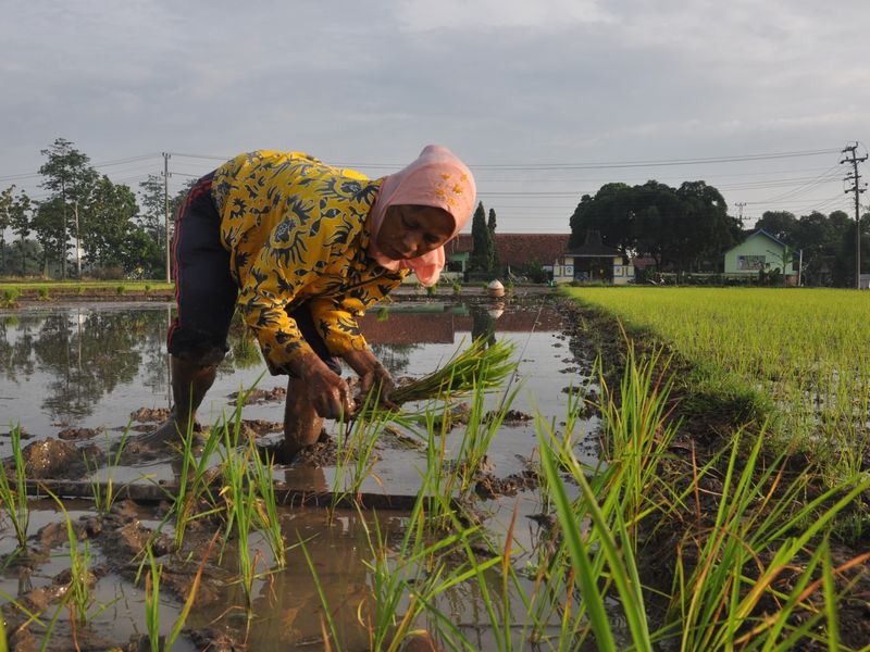 indonesian farmer | Smithsonian Photo Contest | Smithsonian Magazine