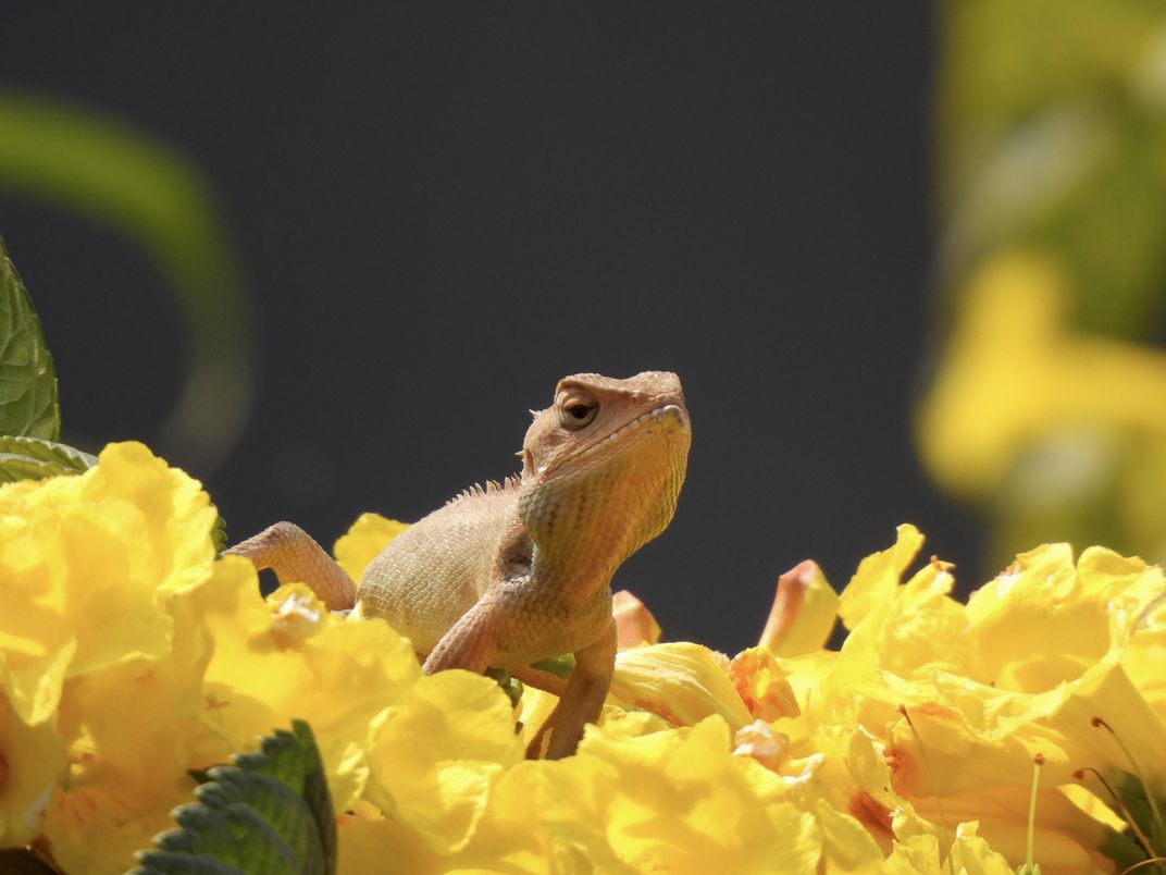 A lizard amongst the flowers in Nepal | Smithsonian Photo Contest ...