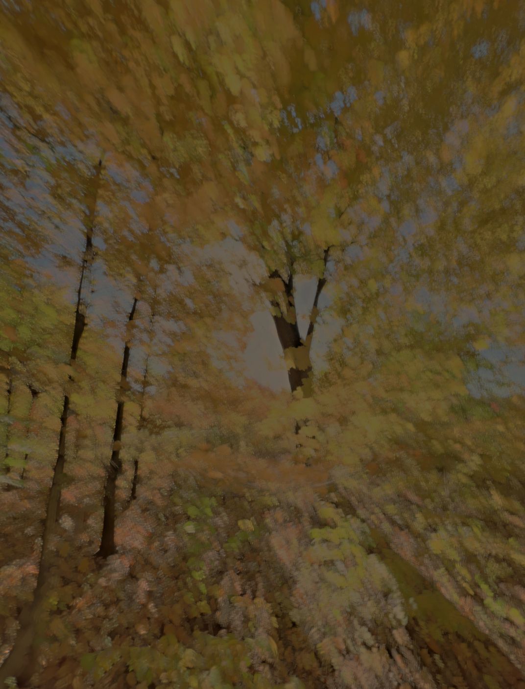 Autumn Foliage - Impressionistic Photography by ICM | Smithsonian Photo ...