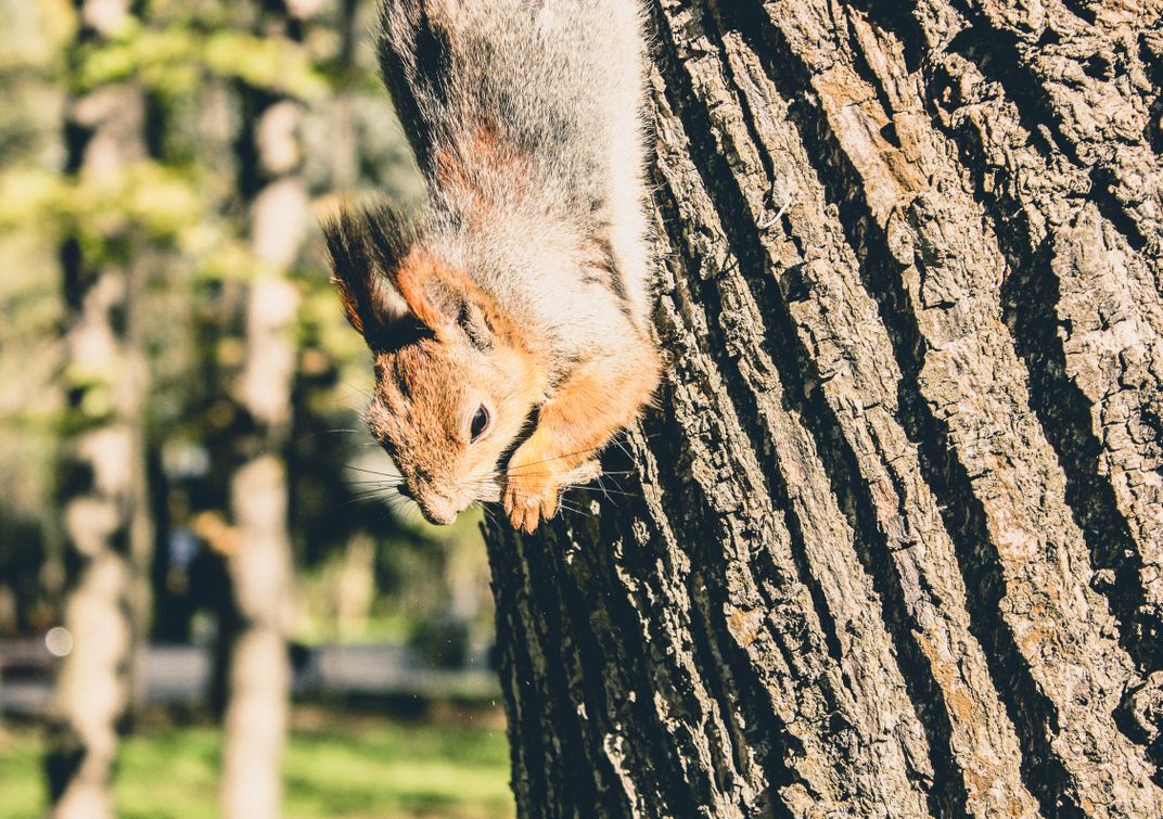 Squirrel on a tree | Smithsonian Photo Contest | Smithsonian Magazine
