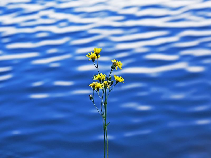 Daisies in the water | Smithsonian Photo Contest | Smithsonian Magazine