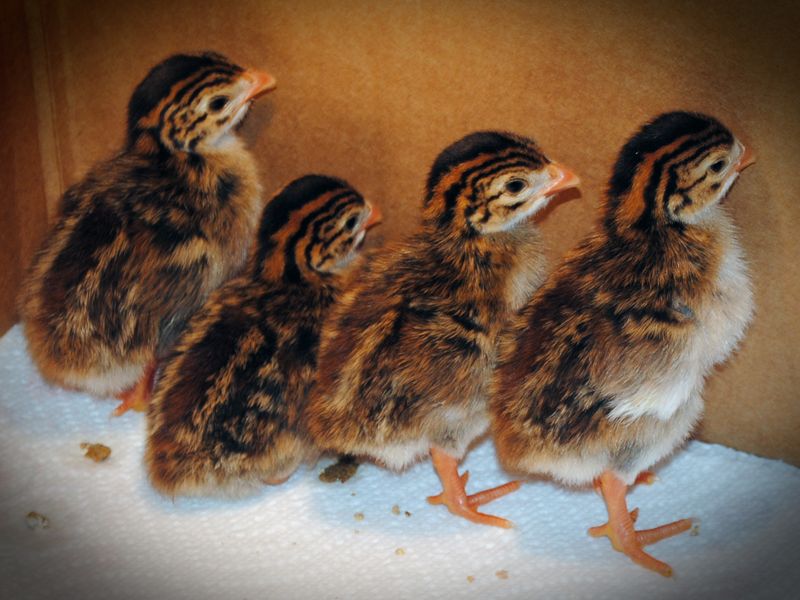 Baby Guinea Hens | Smithsonian Photo Contest | Smithsonian Magazine