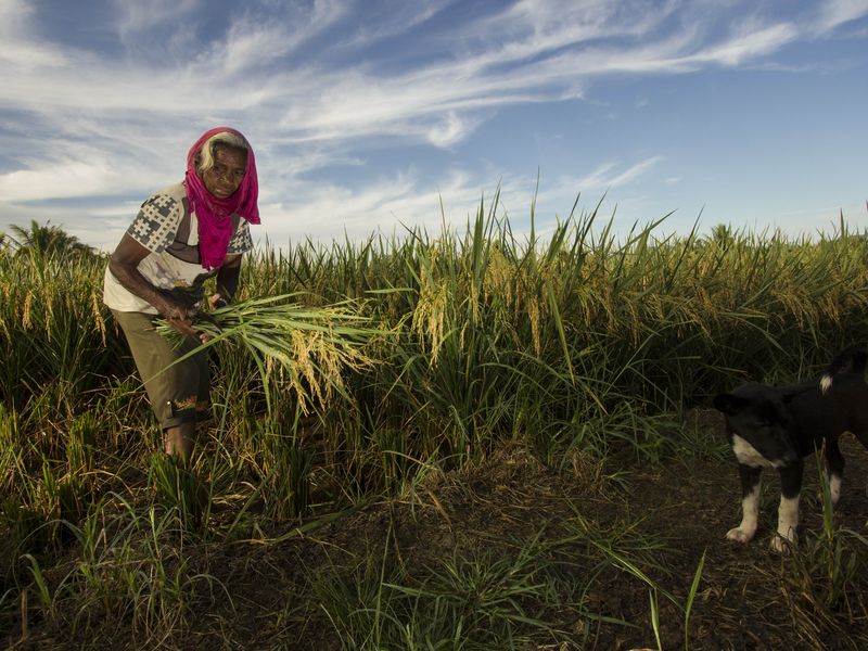 Farmers who are harvesting accompanied by her dog. | Smithsonian Photo ...