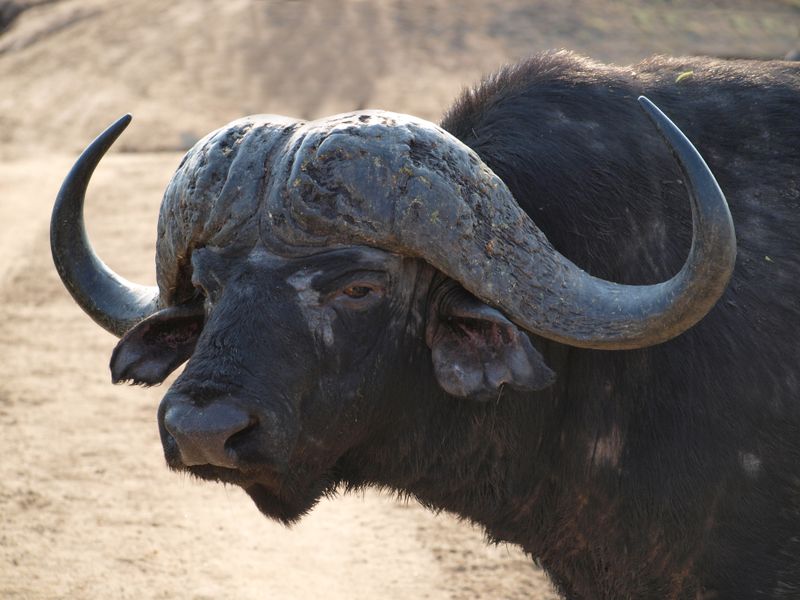 This magnificent buffalo blocked the way of our vehicle and offered a ...