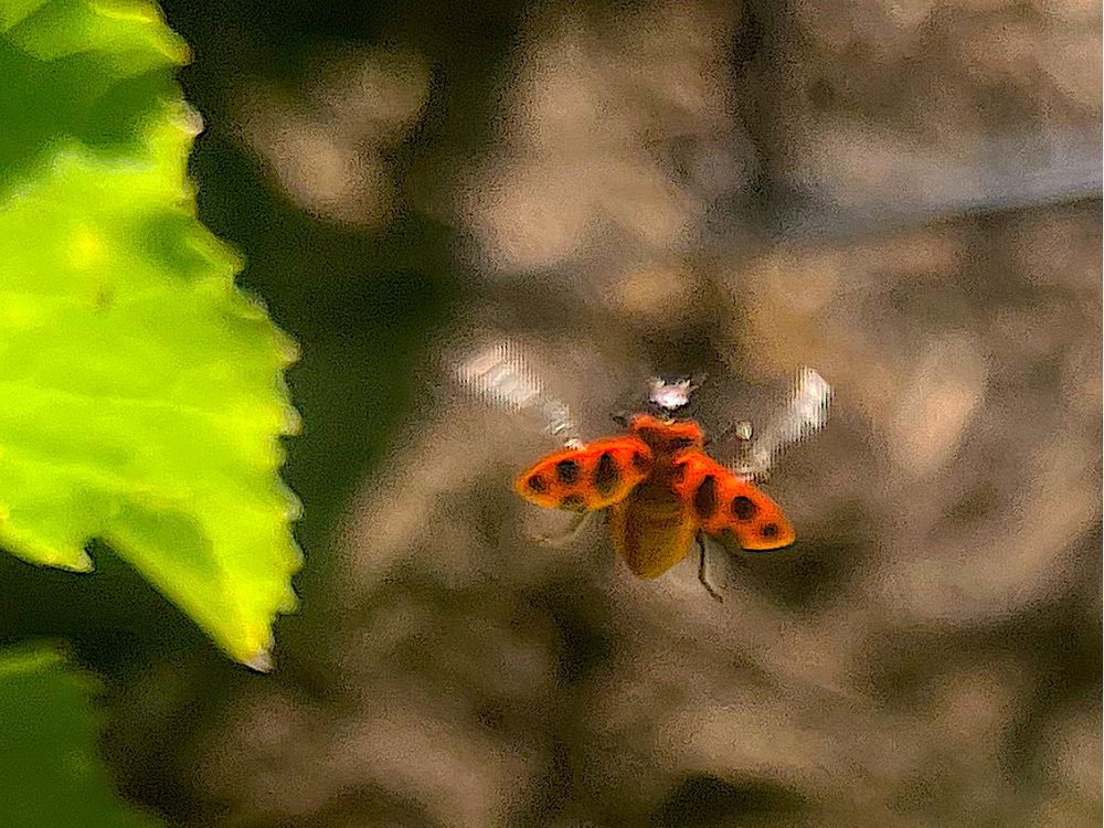 Ladybug in Flight | Smithsonian Photo Contest | Smithsonian Magazine