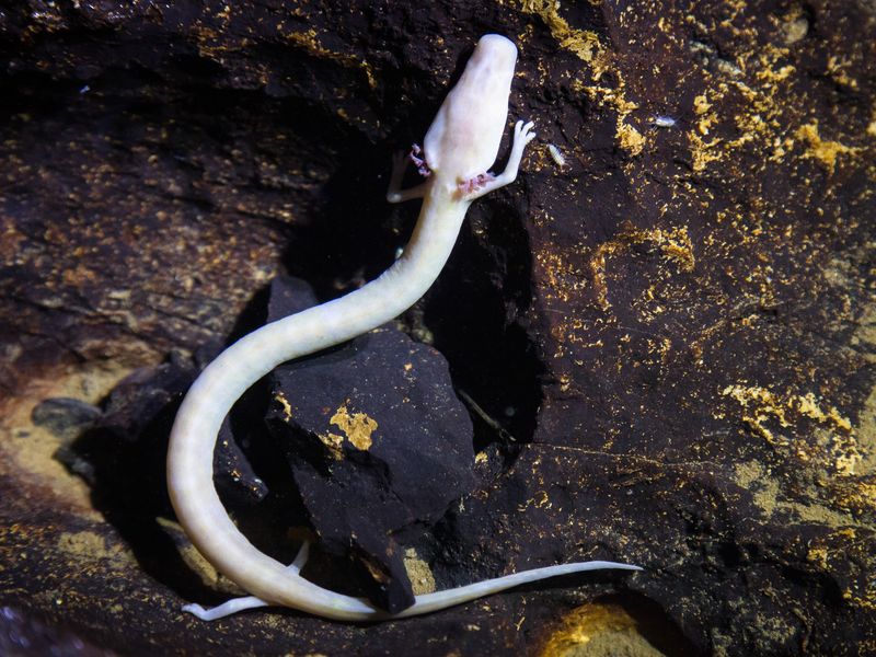 The olm and its prey | Smithsonian Photo Contest | Smithsonian Magazine