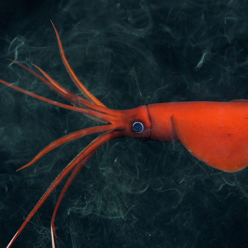 Largest Squid In The World On Record Colossal Squid | Size, Eyes,