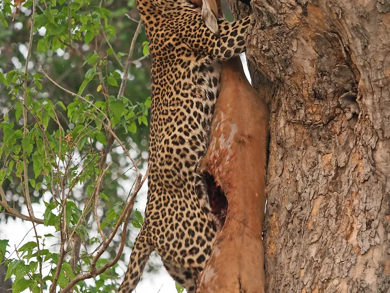 Leopard takes it's meal up a tree | Smithsonian Photo Contest ...