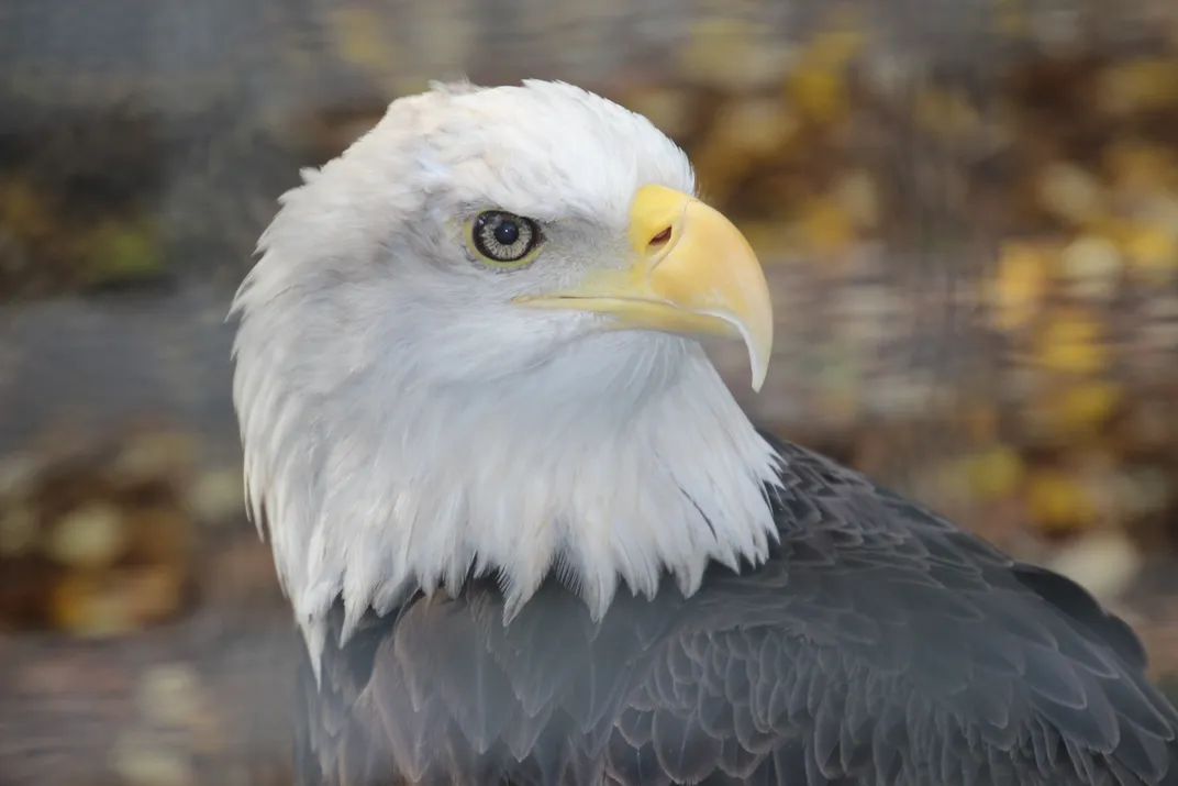 Bald Eagle | Smithsonian Photo Contest | Smithsonian Magazine