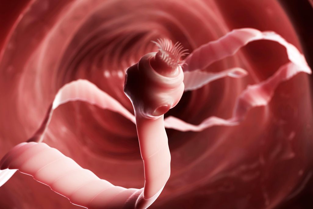 tapeworm treatment natural