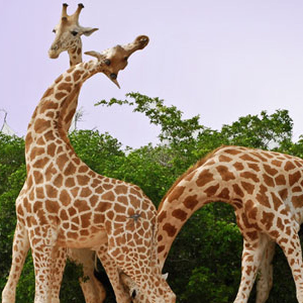 Nigerian Giraffe