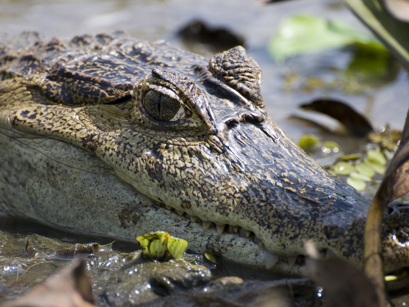Caiman at Venezuela Llanos (plains) | Smithsonian Photo Contest ...