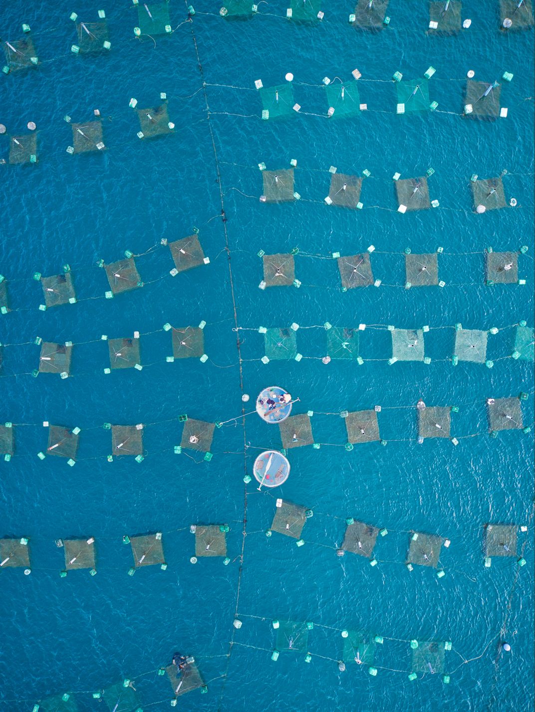 Lobster Farming in Hon Yen | Smithsonian Photo Contest | Smithsonian ...
