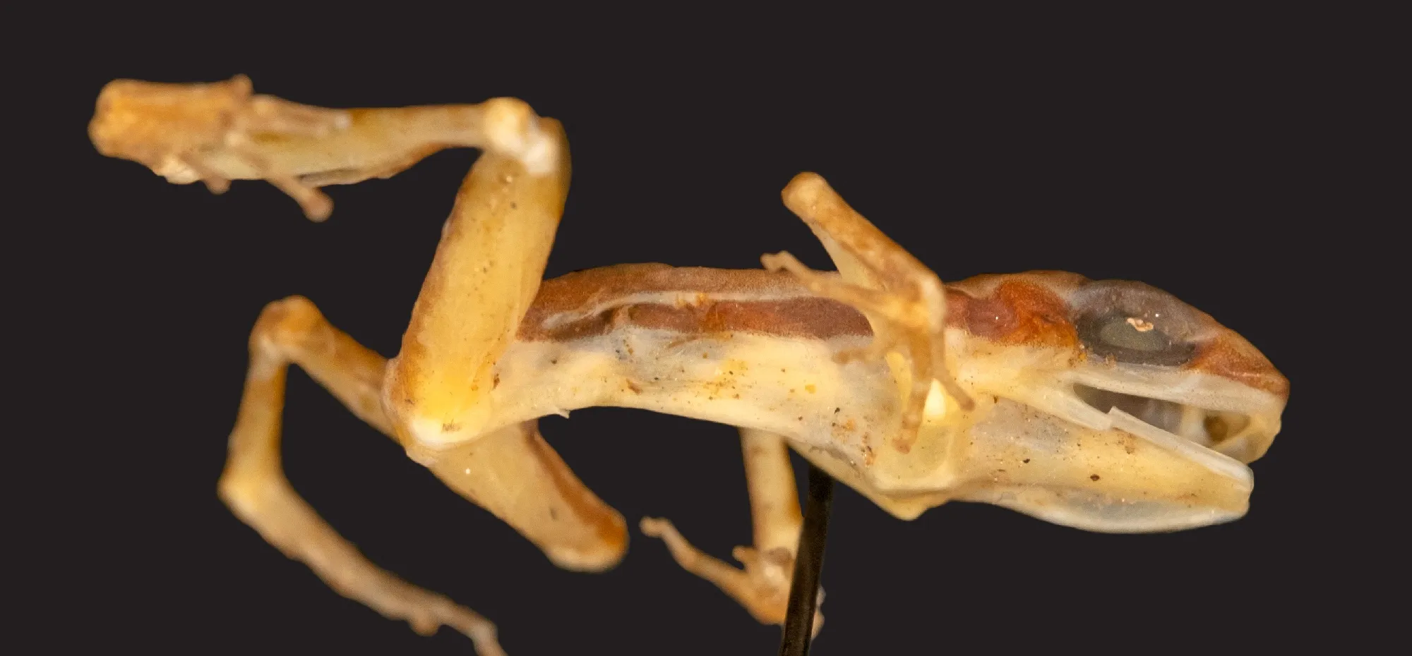 Scientists Discover New Species of Poison Dart Frog with One-of-One ...