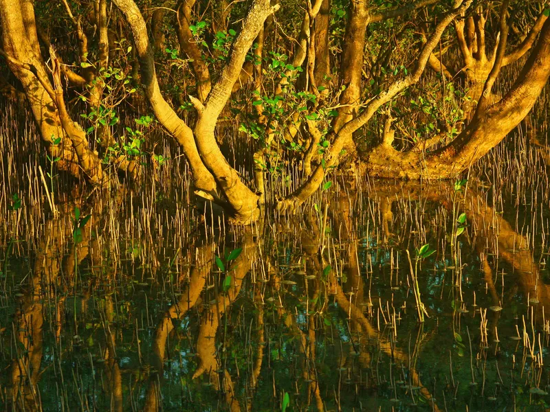 Reflection Of Bakawan in Batangas Mangrove Area | Smithsonian Photo ...