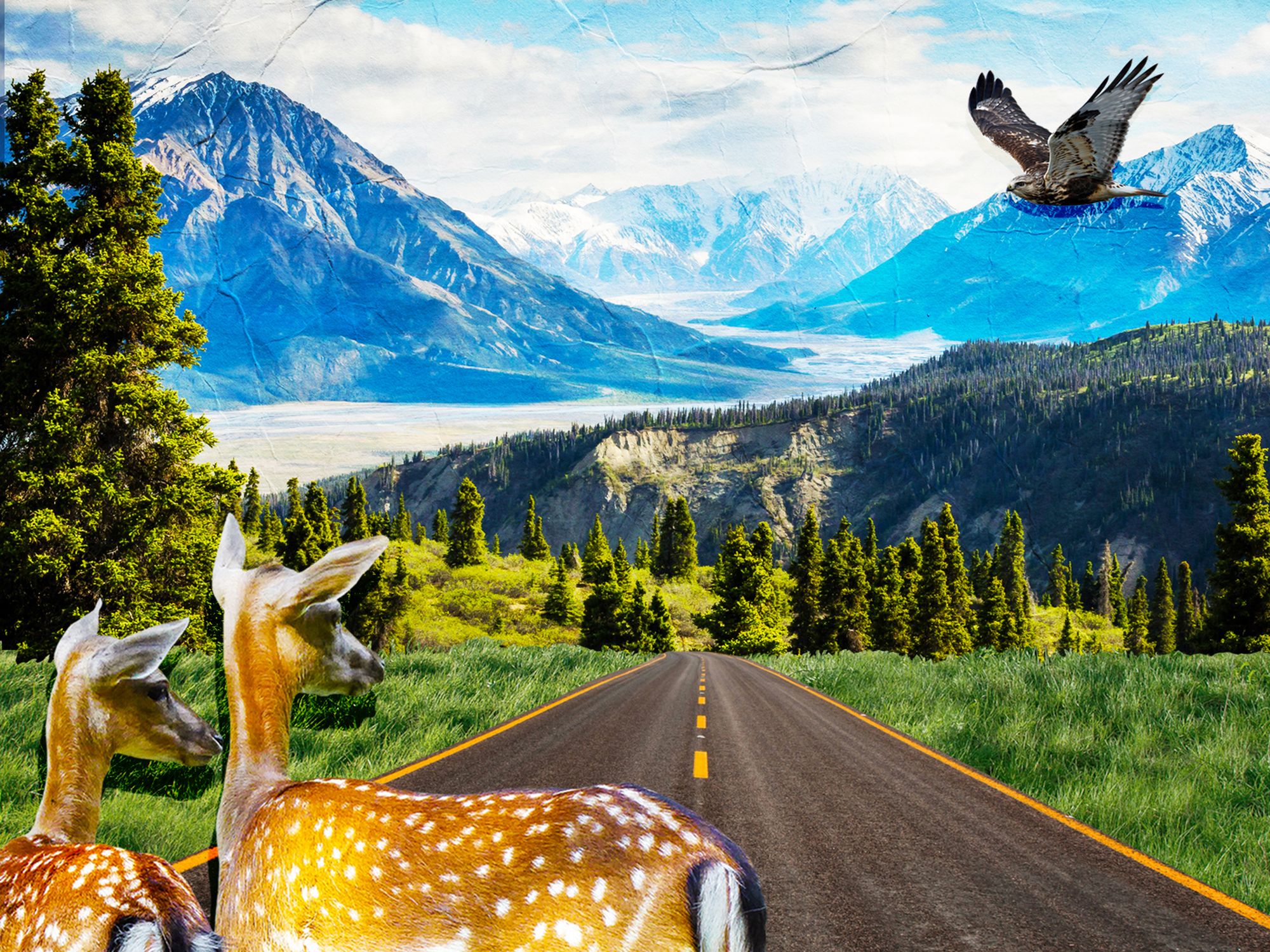 What Happens When Animals Cross the Road